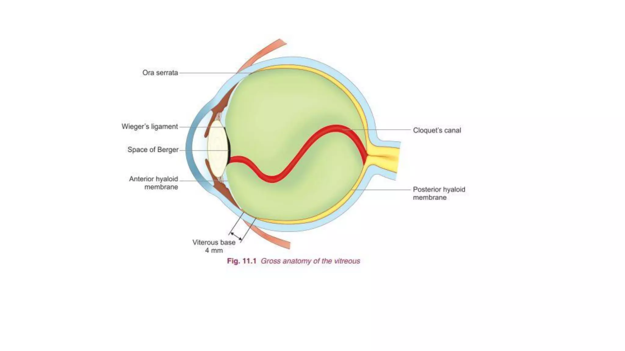 Posterior segment of eye.pdf