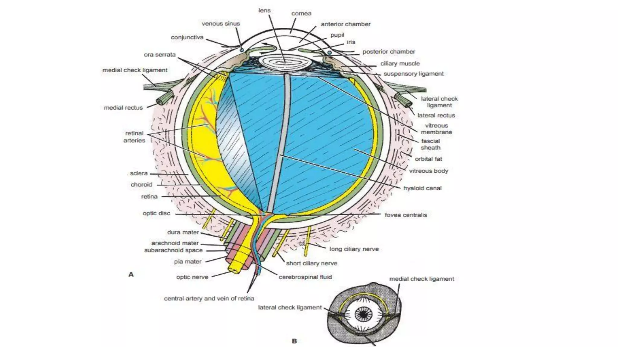 Posterior segment of eye.pdf
