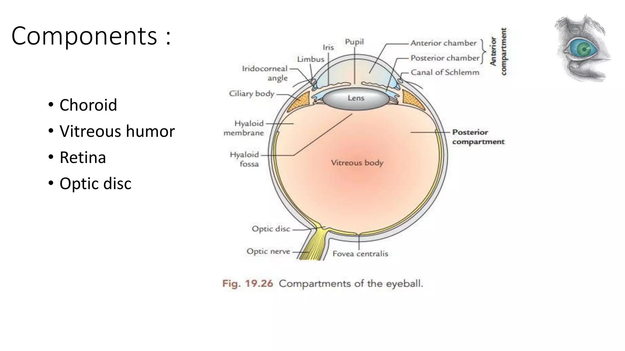 Posterior segment of eye.pdf