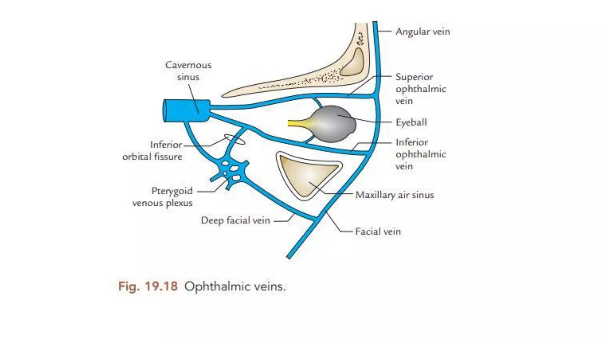 Posterior segment of eye.pdf