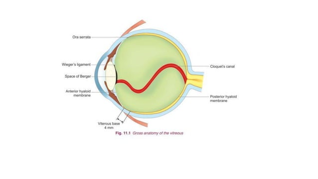 Posterior segment of eye.pdf | Eye and Vision Conditions | Diseases and ...