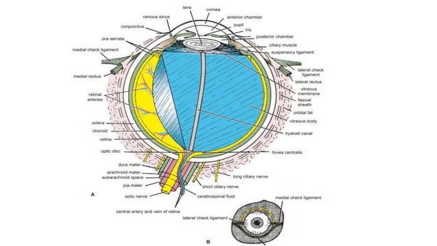 Posterior segment of eye.pdf | Eye and Vision Conditions | Diseases and ...