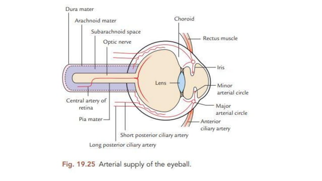 Posterior segment of eye.pdf | Eye and Vision Conditions | Diseases and ...
