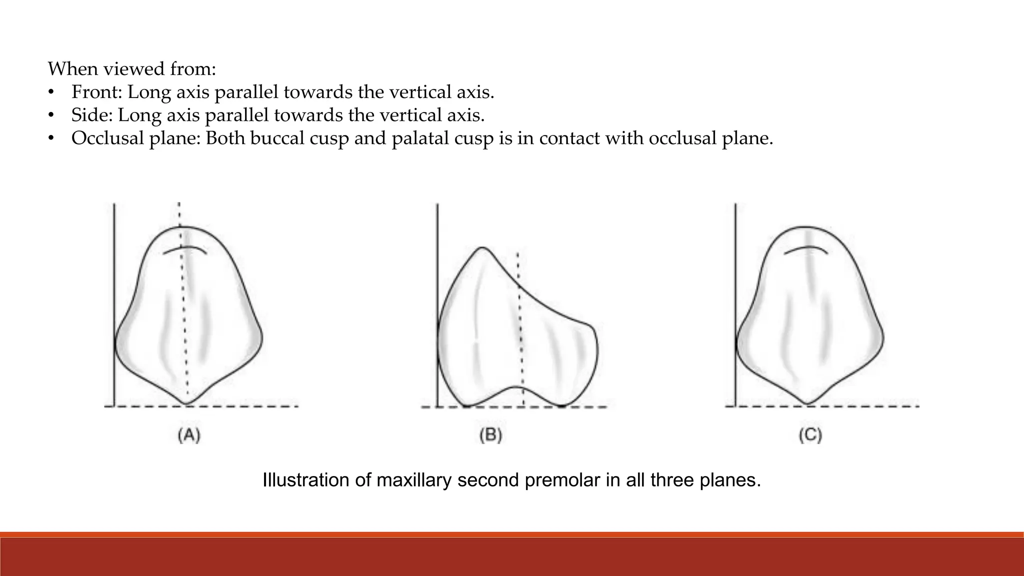 Posterior Teeth Arrangement | PDF