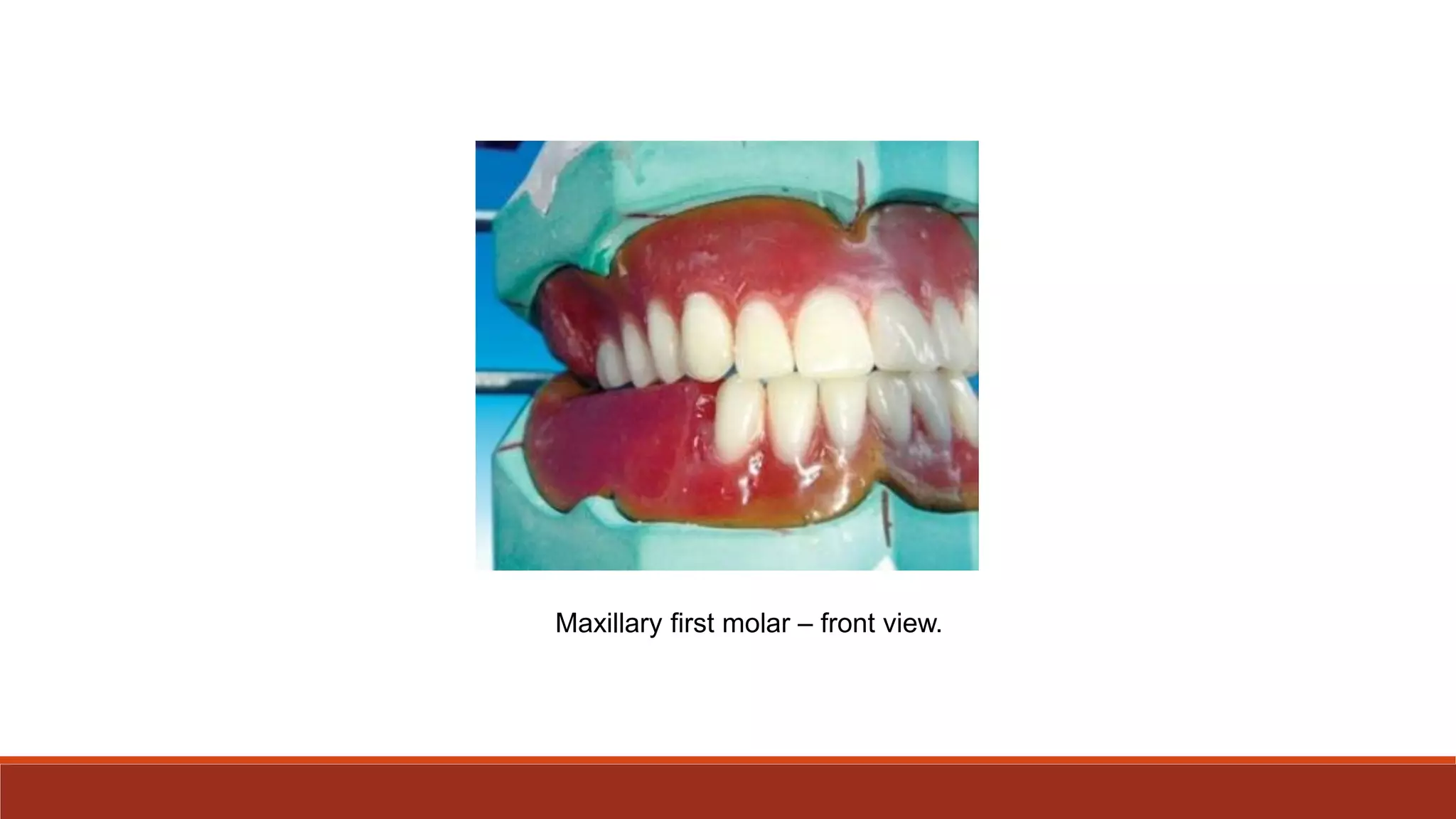 Posterior Teeth Arrangement | PDF