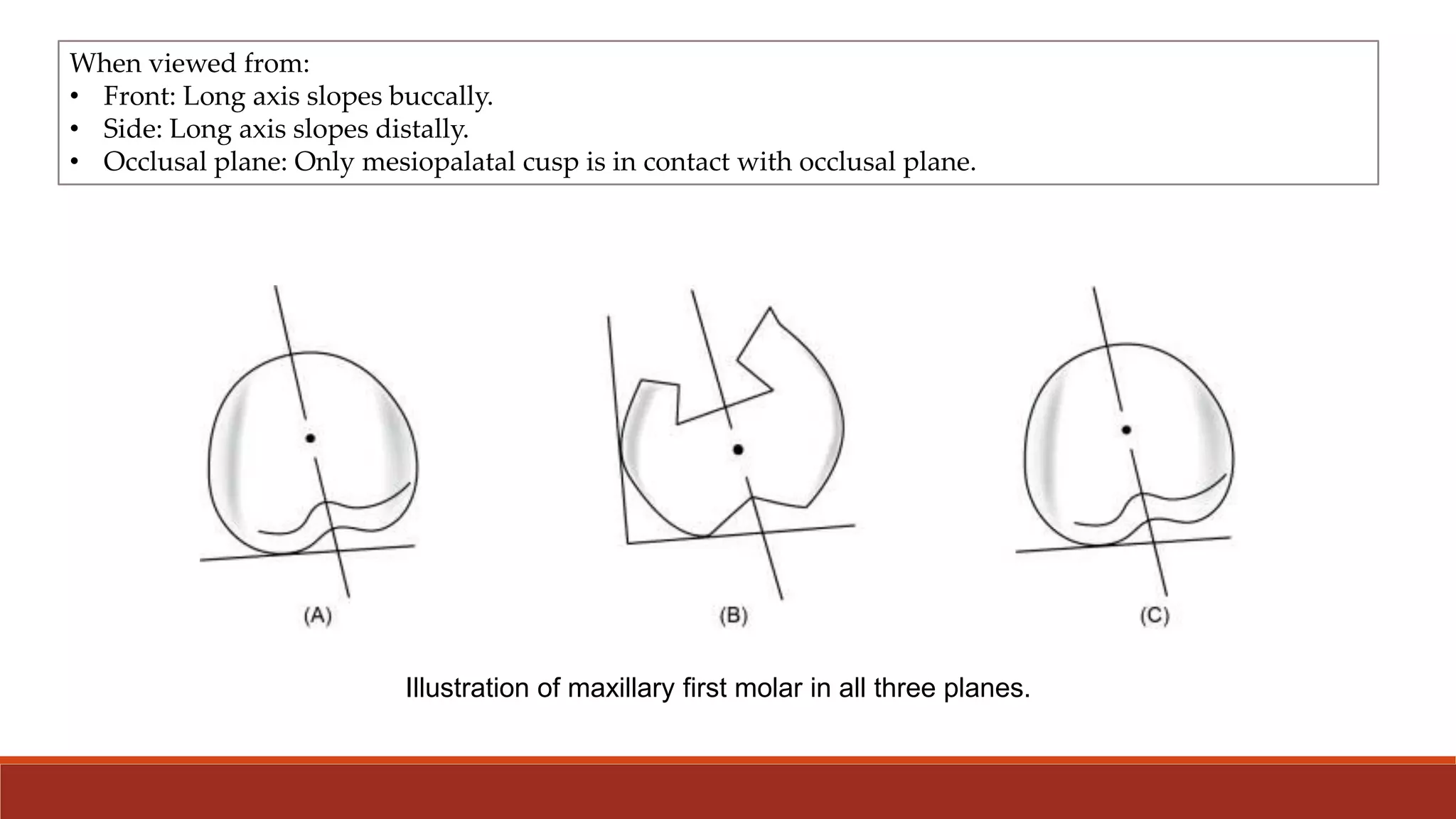 Posterior Teeth Arrangement | PDF