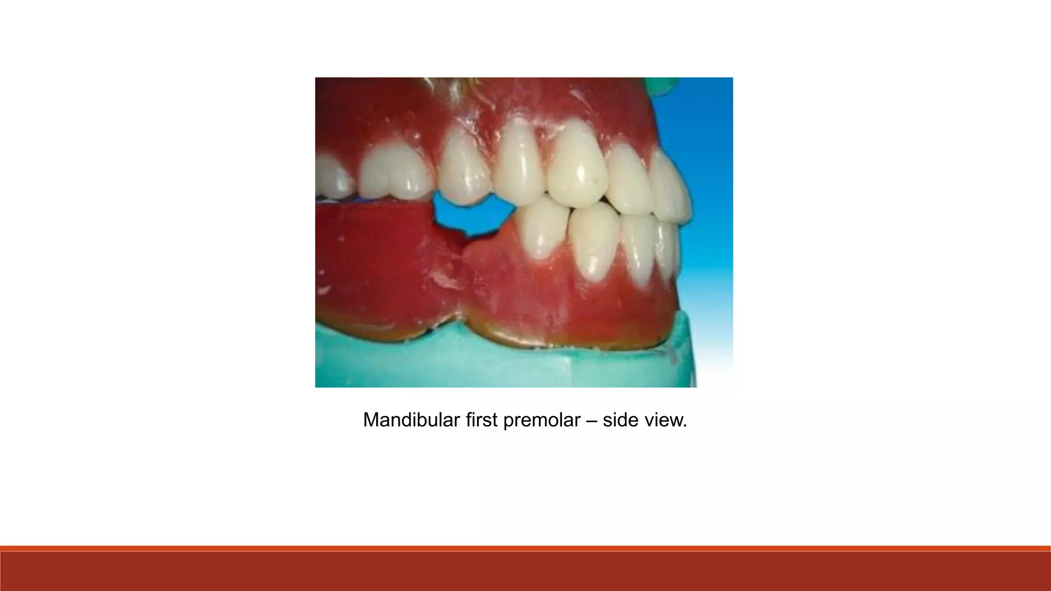 Posterior Teeth Arrangement | PDF