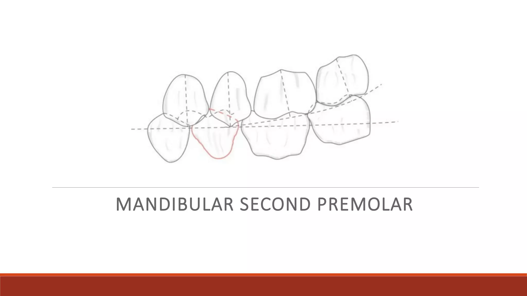 Posterior Teeth Arrangement | PDF