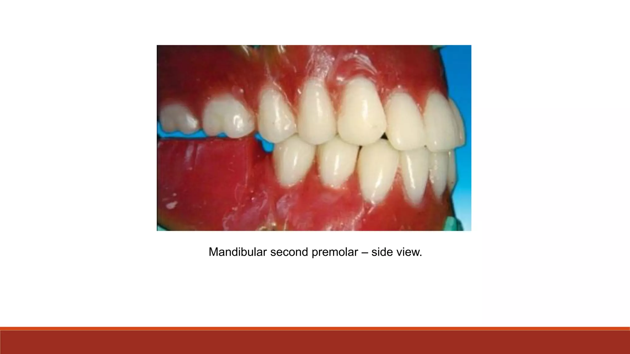 Posterior Teeth Arrangement | PDF