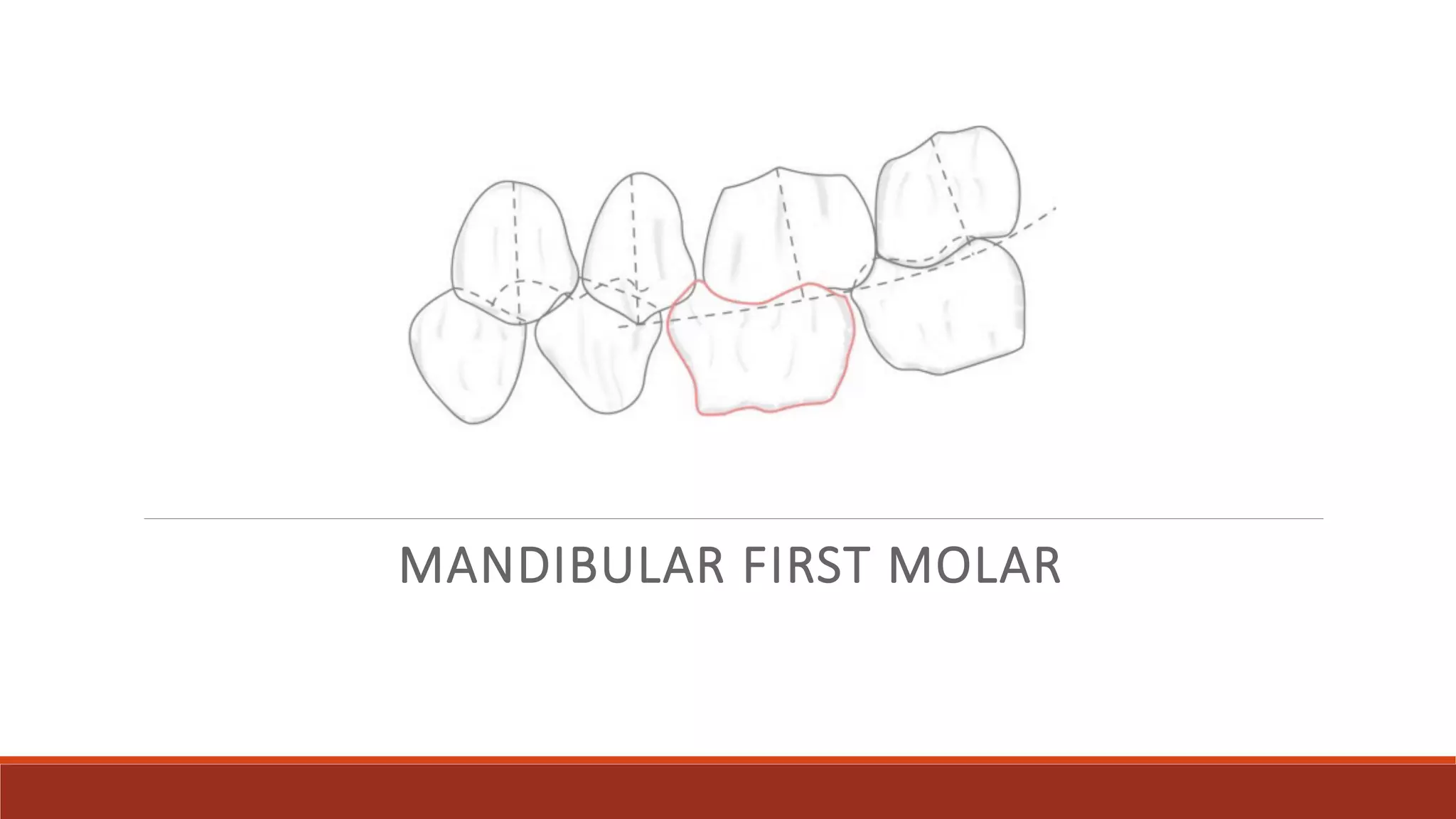 Posterior Teeth Arrangement | PDF