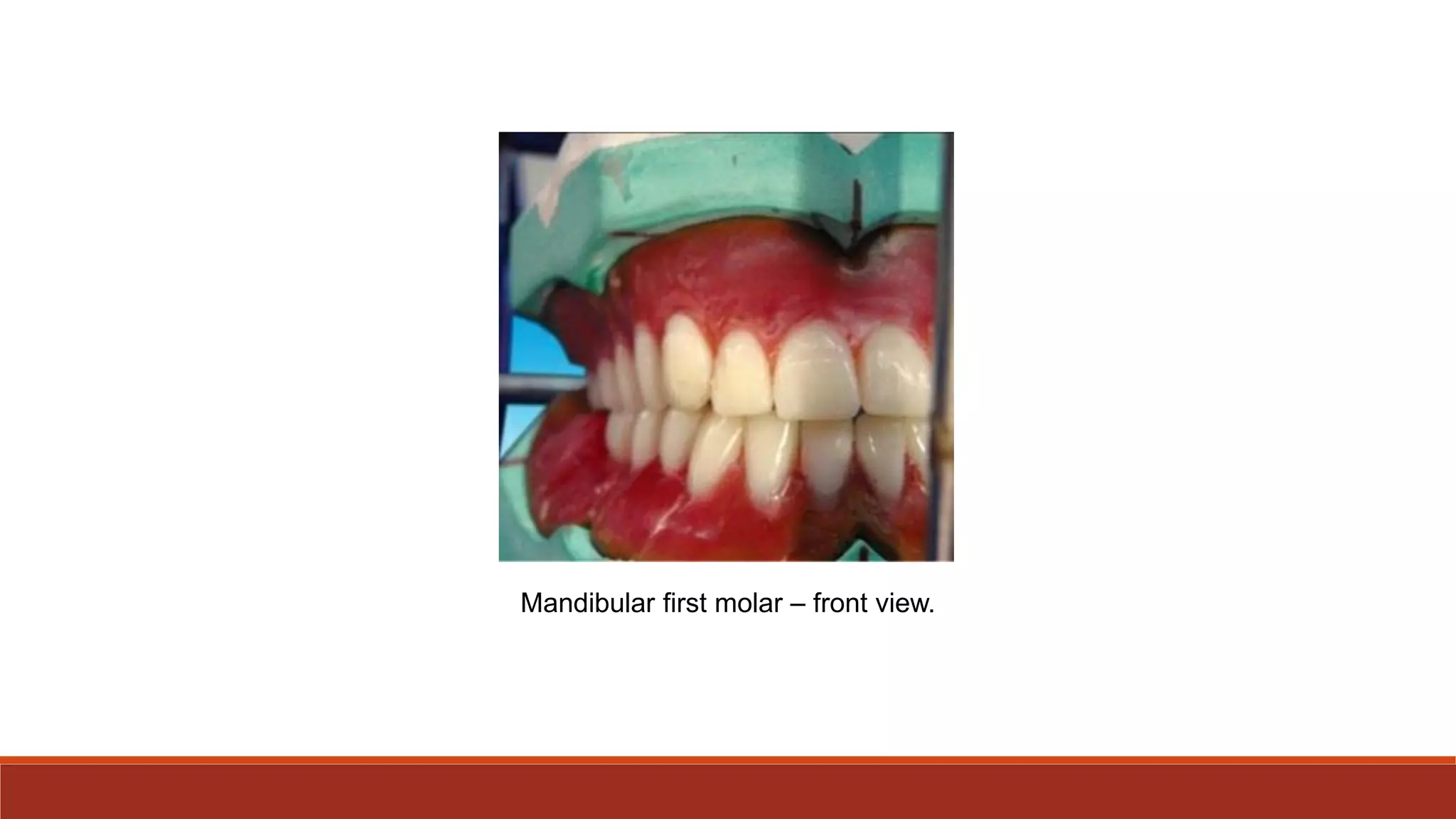 Posterior Teeth Arrangement | PDF