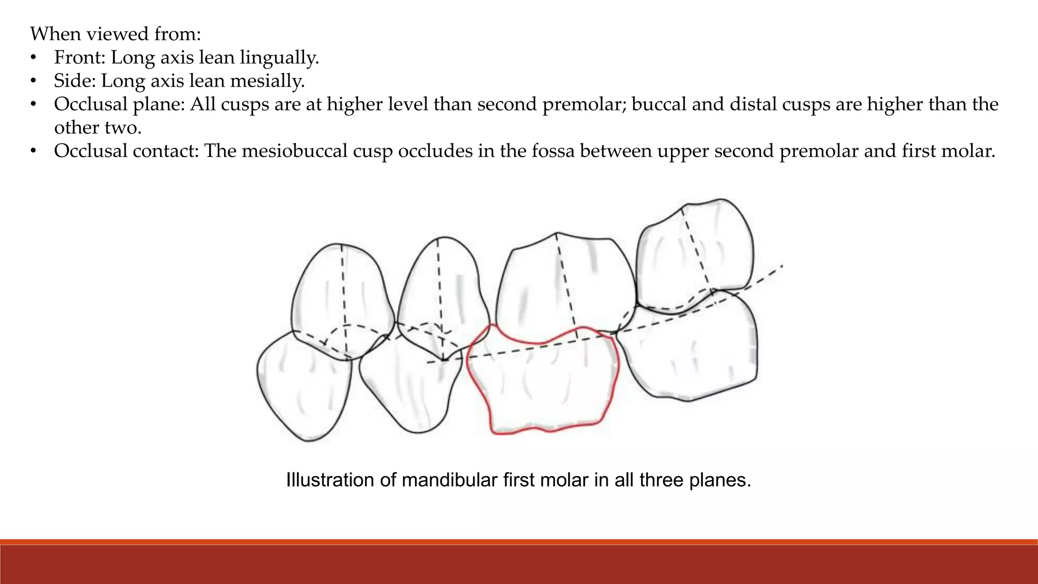 Posterior Teeth Arrangement | PDF