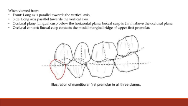 Posterior Teeth Arrangement | PDF