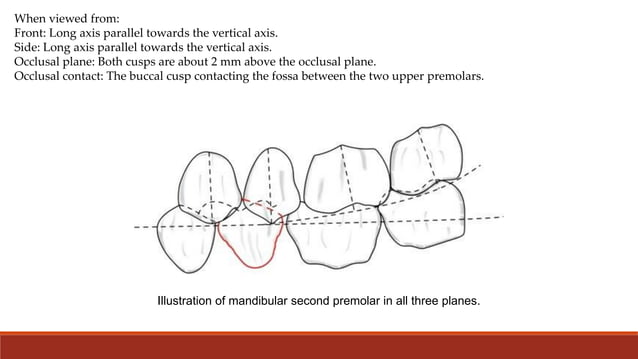 Posterior Teeth Arrangement | PDF