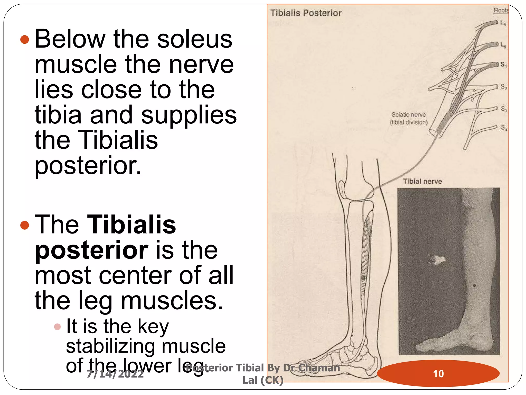Posterior Tibial By Dr. Chaman Lal (CK).ppt