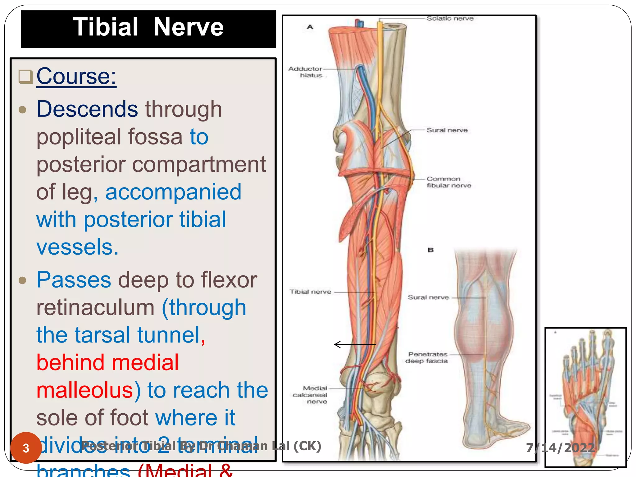 Posterior Tibial By Dr. Chaman Lal (CK).ppt
