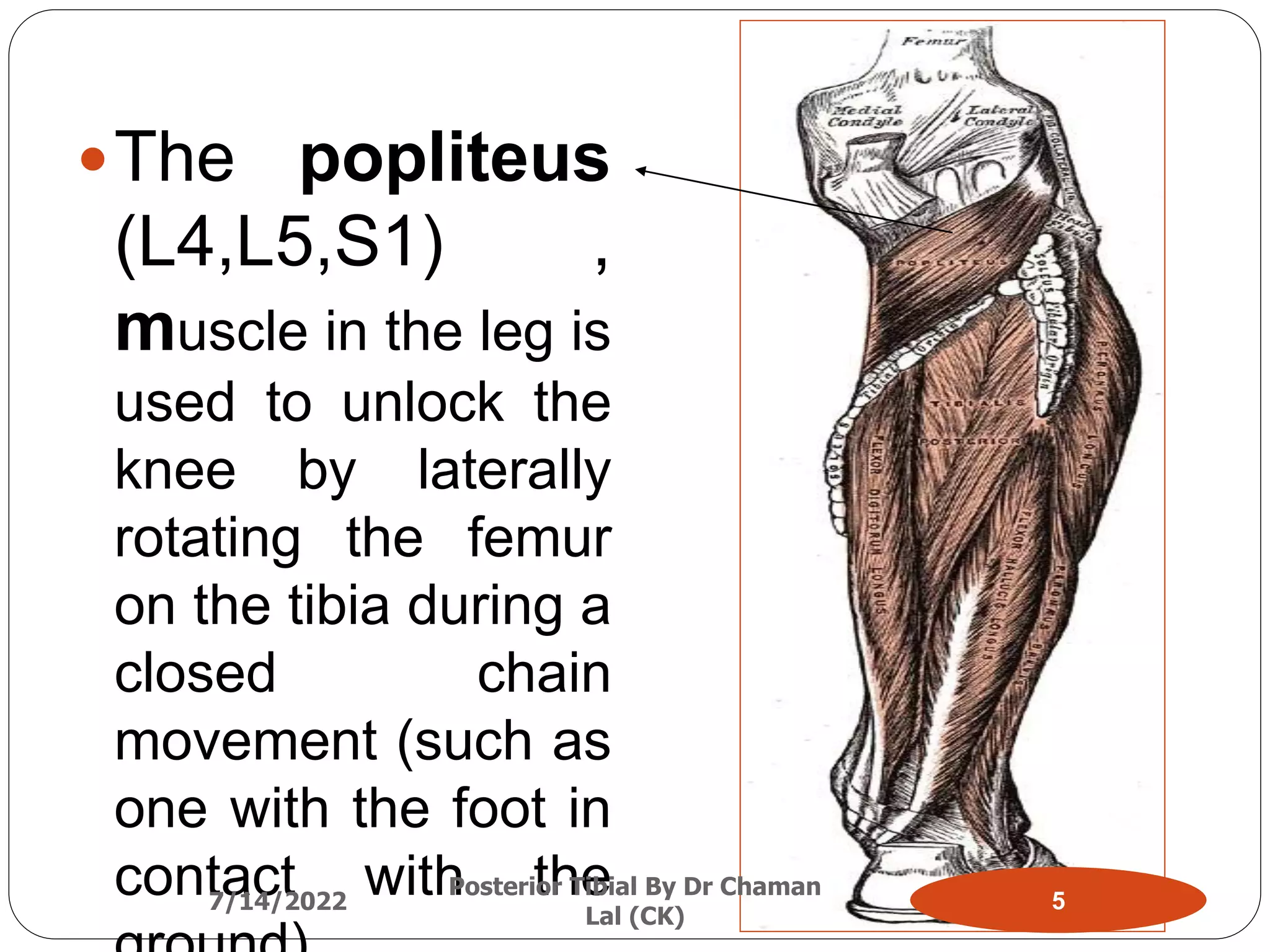 Posterior Tibial By Dr. Chaman Lal (CK).ppt
