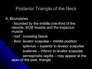Posterior triangle | PPT