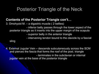 Posterior triangle | PPT