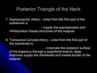 Posterior triangle | PPT