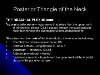 Posterior triangle | PPT
