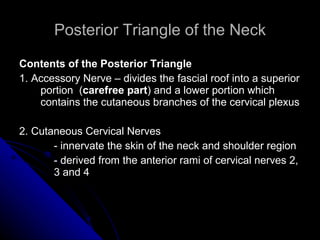 Posterior triangle | PPT