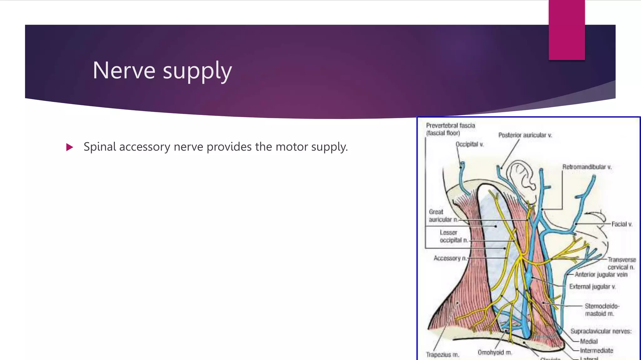 Posterior Triangle.pptx