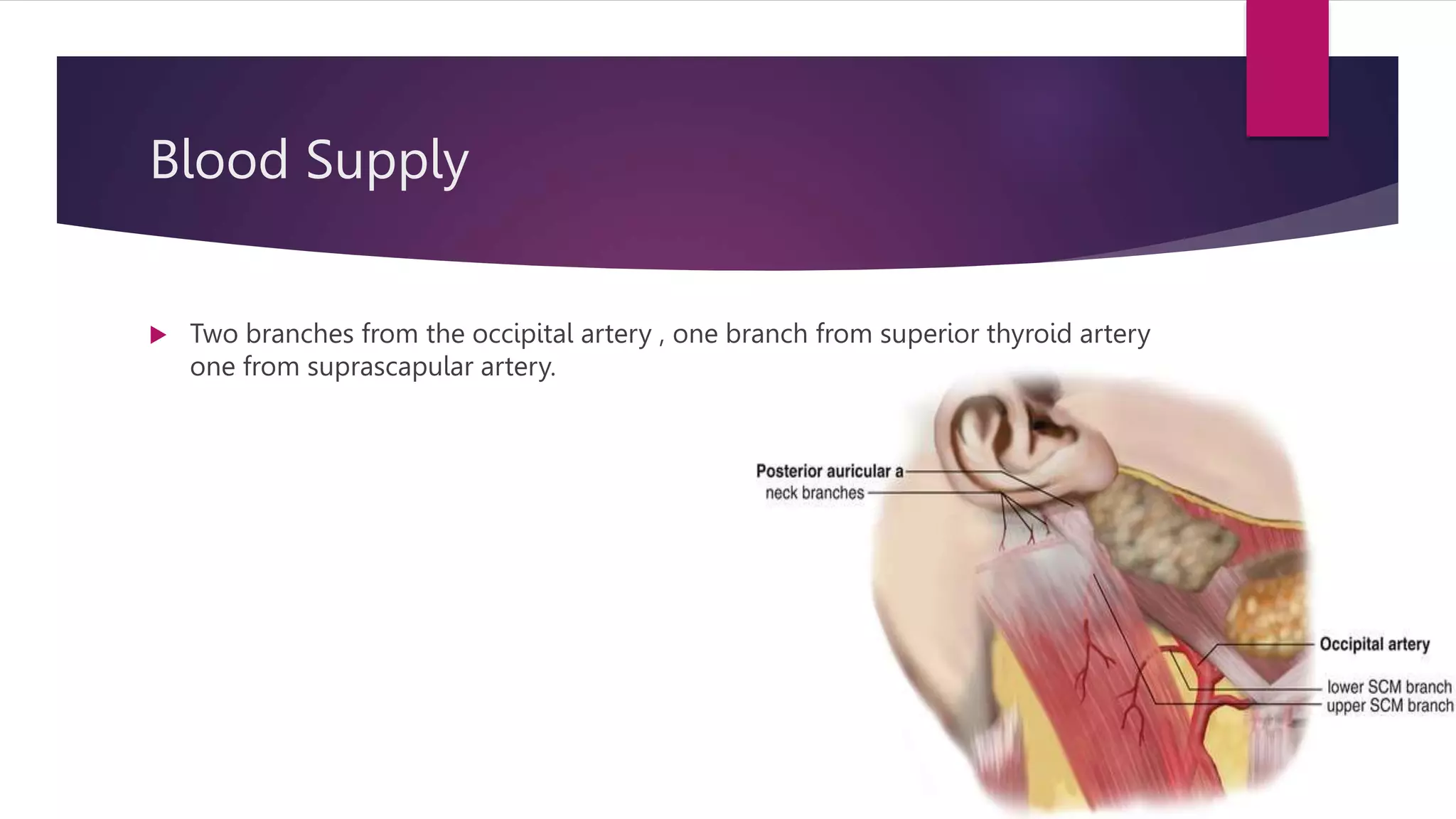 Posterior Triangle.pptx