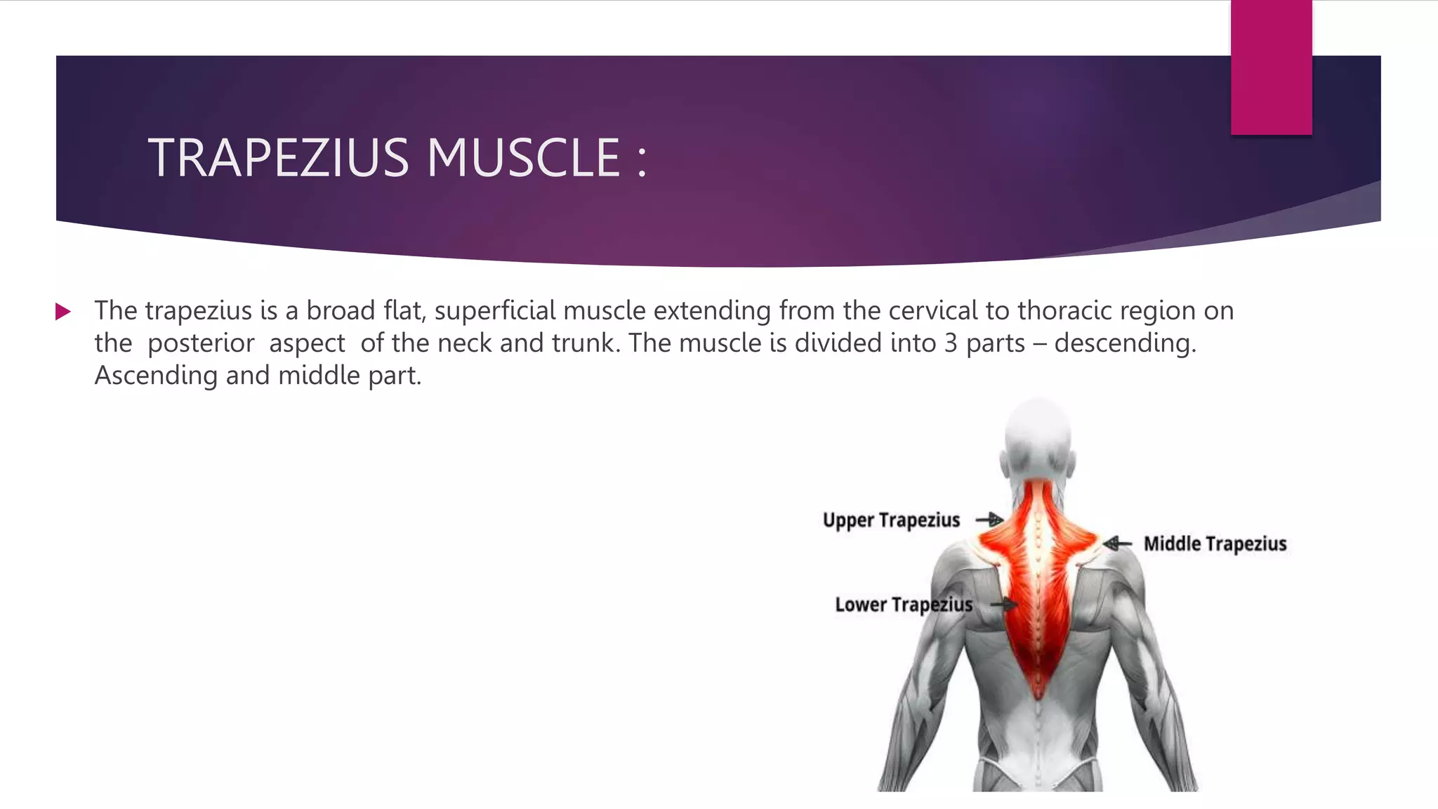 Posterior Triangle.pptx