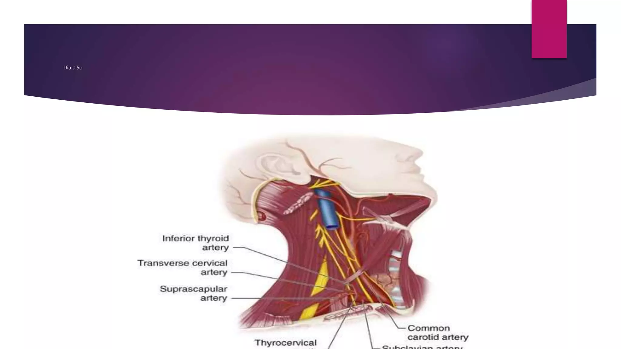 Posterior Triangle.pptx