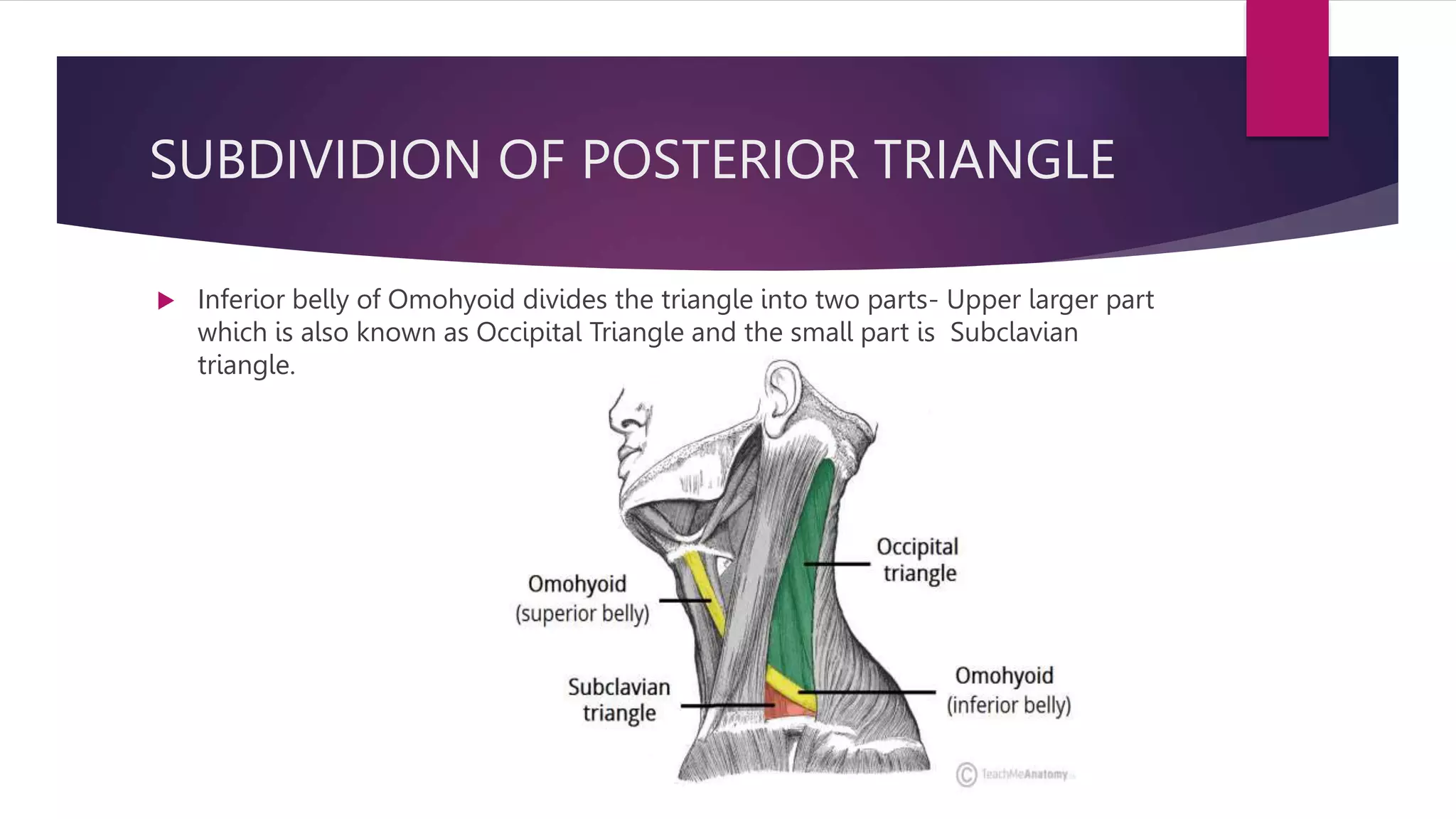 Posterior Triangle.pptx
