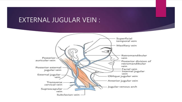 Posterior Triangle.pptx
