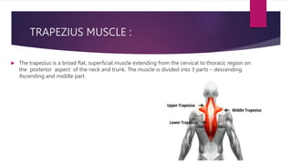 Posterior Triangle.pptx