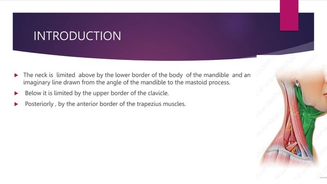 Posterior Triangle.pptx
