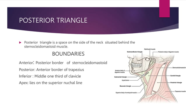 Posterior Triangle.pptx
