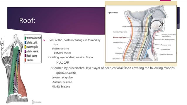 Posterior Triangle.pptx