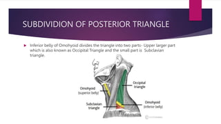 Posterior Triangle.pptx