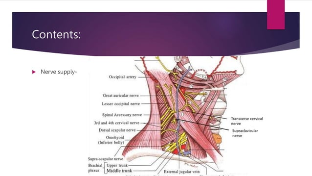 Posterior Triangle.pptx
