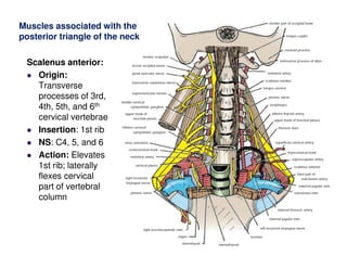 posterior_triangle_1.pdf