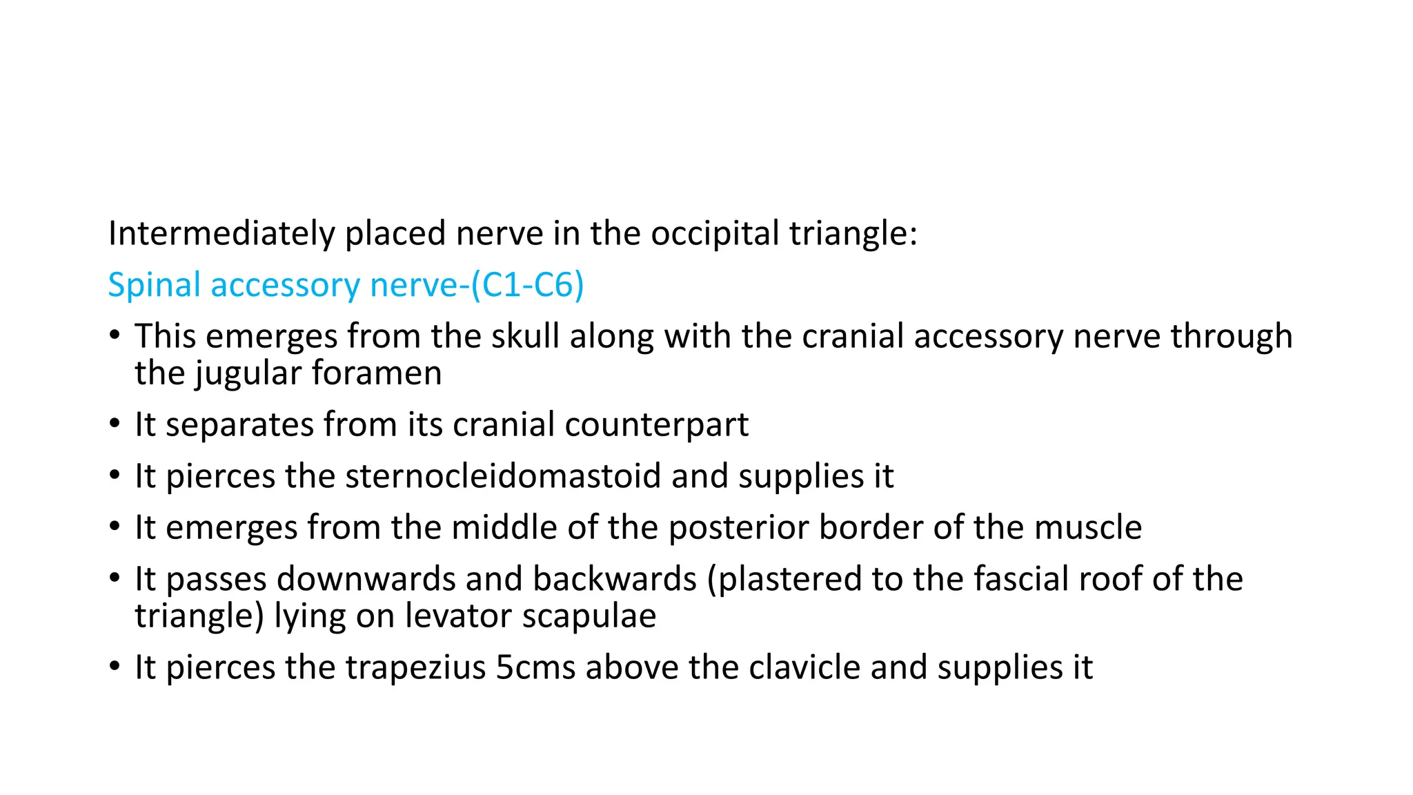 Posterior triangle (1) Dental student / general anatomy .pdf