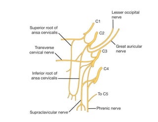 posterior_triangle_2.pdf