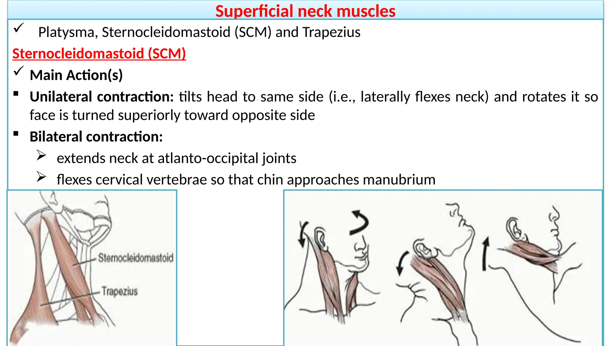posterior_triangle_neck human anatomy.pptx