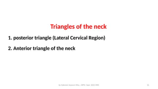 posterior_triangle_neck human anatomy.pptx