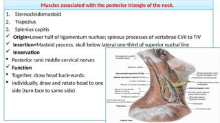 posterior_triangle_neck human anatomy.pptx