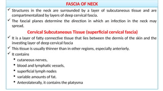 posterior_triangle_neck human anatomy.pptx