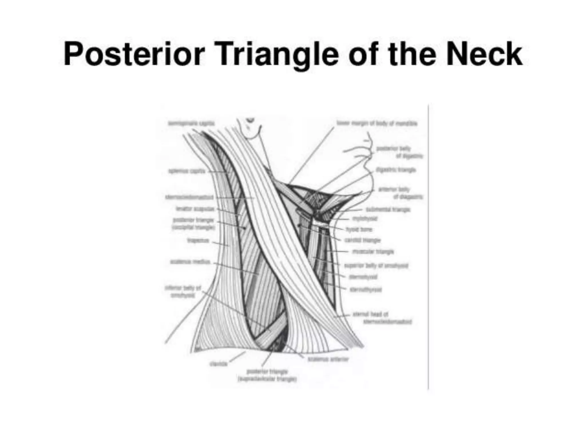 Posterior triangle neck 2018 | PPT