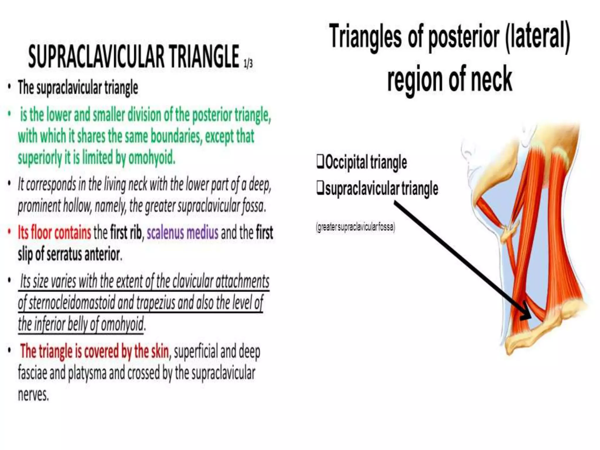 Posterior triangle neck 2018 | PPTX