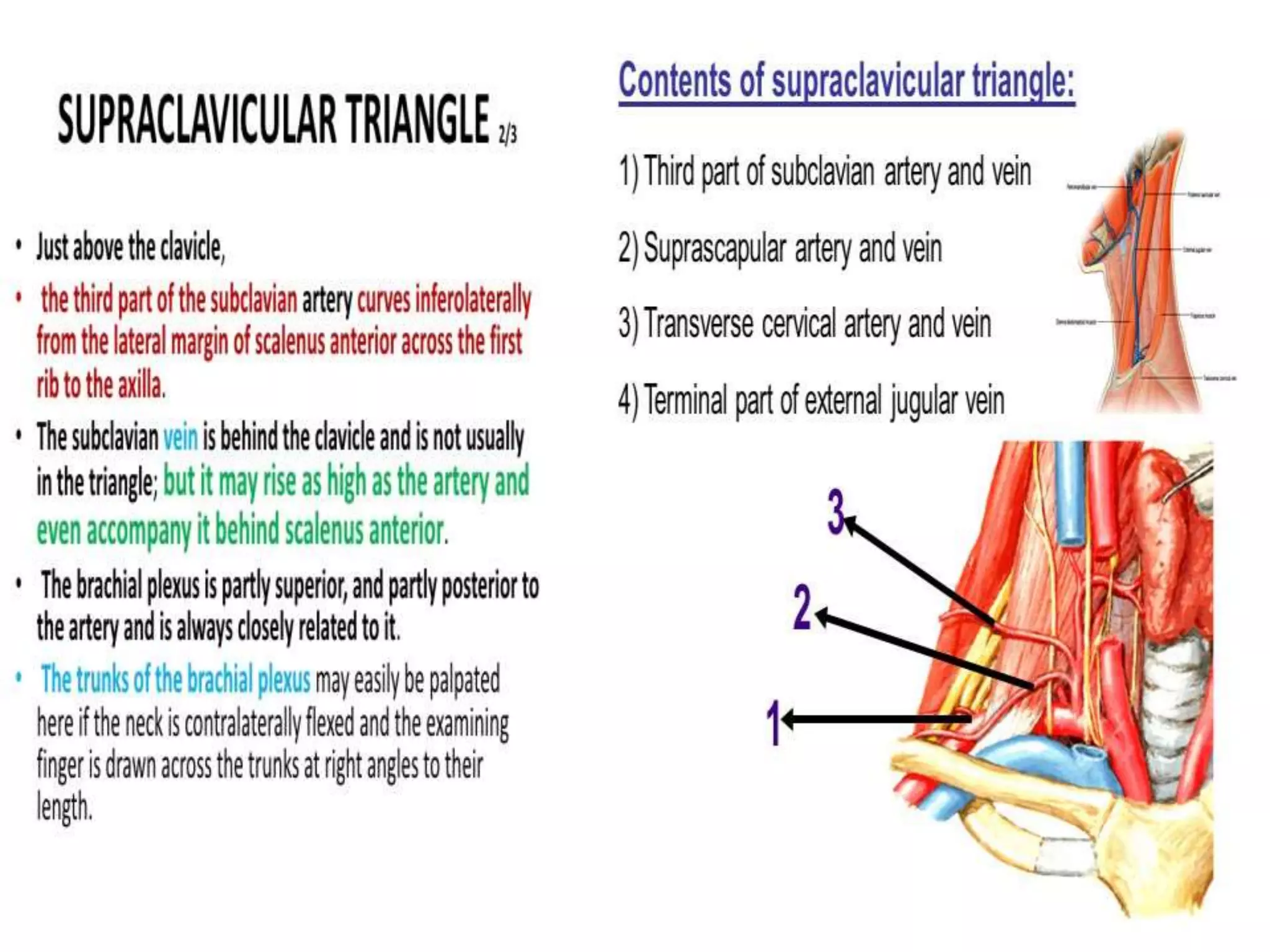 Posterior triangle neck 2018 | PPT
