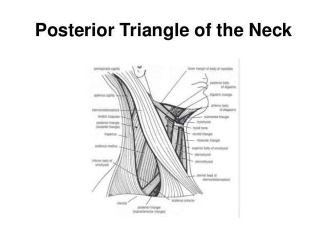 Posterior triangle neck 2018 | PPTX