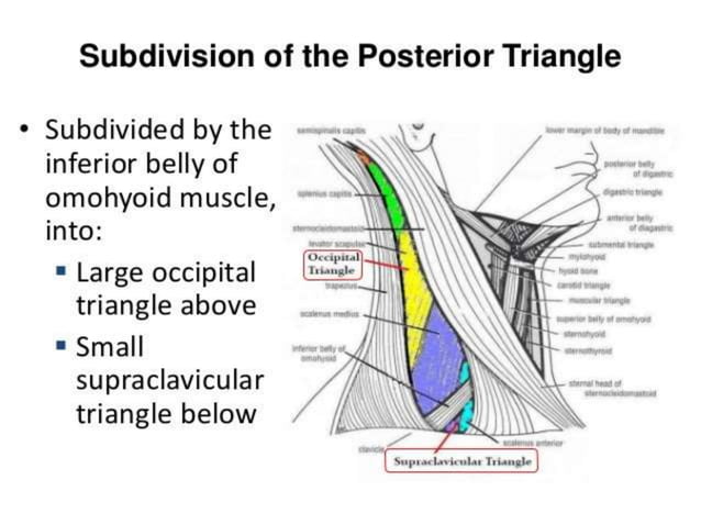 Posterior triangle neck 2018 | PPTX